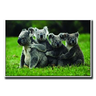 4 koalas Poster