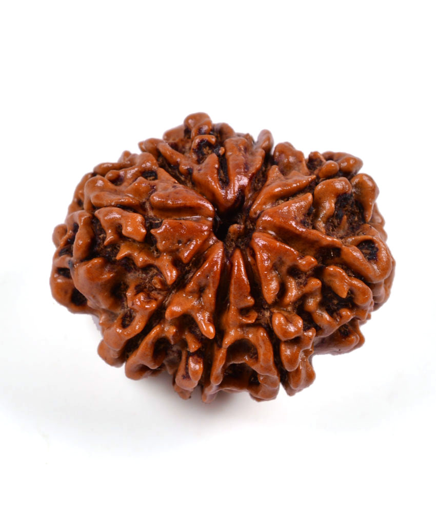 Buy Shiva Rudraksha Ratna Certified 9 Face Ganesh Rudraksha (3496 ...