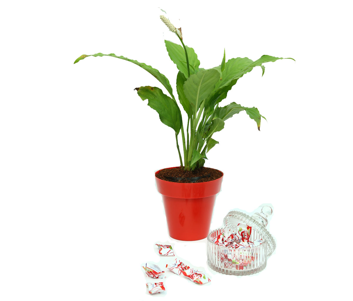 Buy Good Luck Peace Lilly With Crystal Chocoalte Box Online @ ₹489 from ...