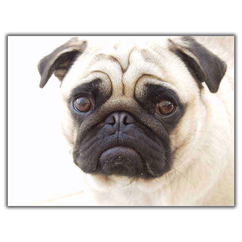 Buy TIA Creation Pug Dog Face Poster on Matte Photographic Paper 20inch ...