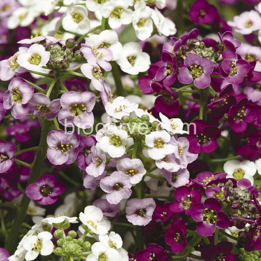 Buy Seeds-Biocarve Panam Alyssum Easter Bonnet - 50 Online @ ₹155 from ...