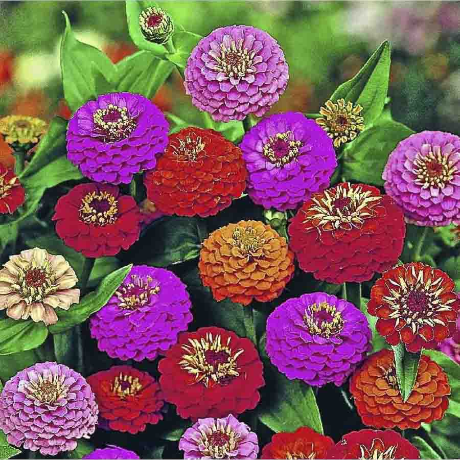 Buy Seeds- Zinnia Elegans Lilliput Mixed Online @ ₹99 from ShopClues