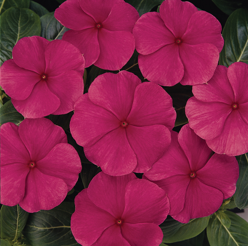 Buy Seeds- Vinca Rosea Nana Magenta Dwarf Online @ ₹99 from ShopClues