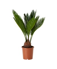 Buy Cycas Revoluta Potted Plant 30 Cm Online @ ₹799 from ShopClues