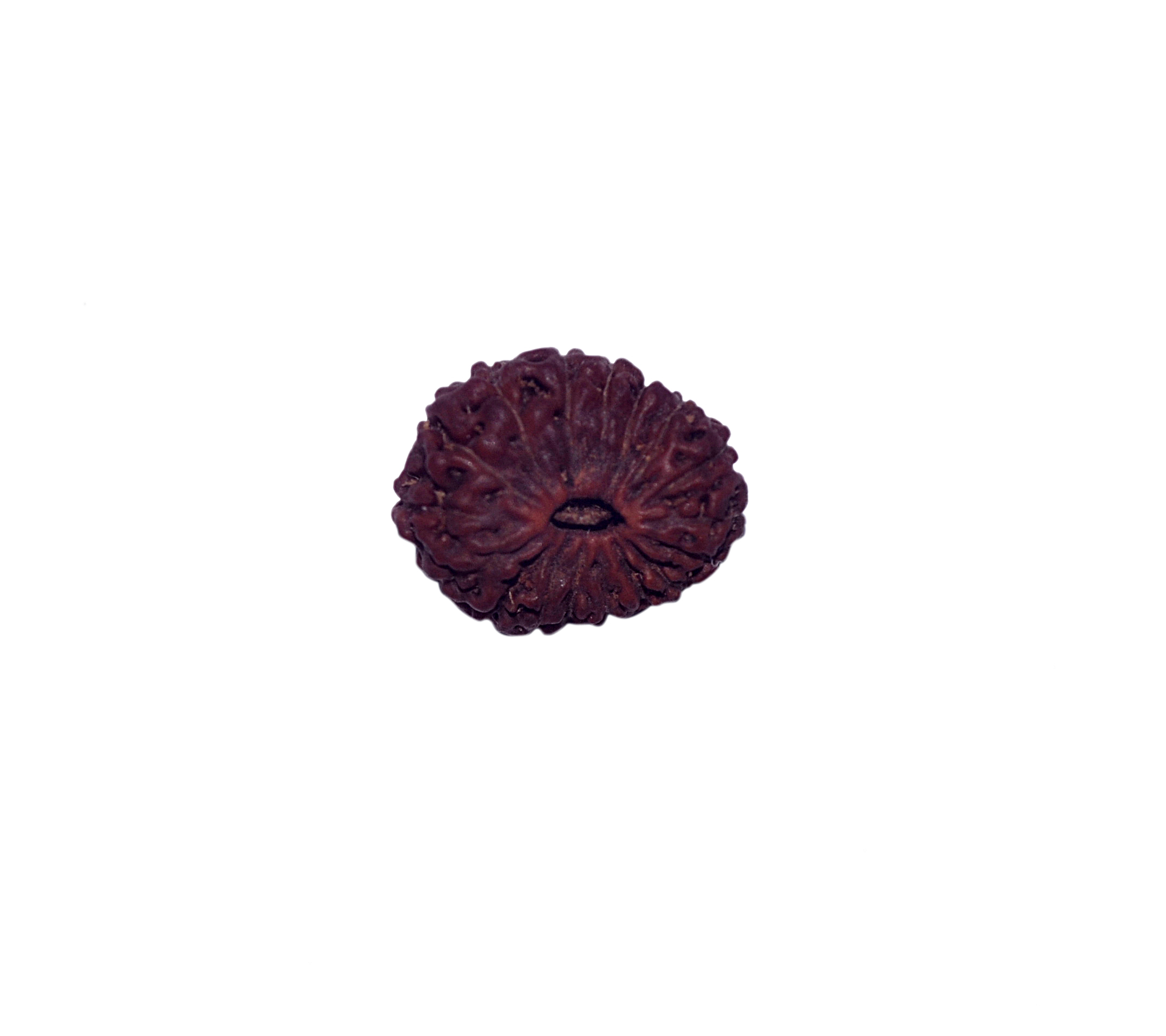 Buy 17 Mukhi Rudraksha Java 13.90mm Lab Certified Online @ ₹6000 from ...