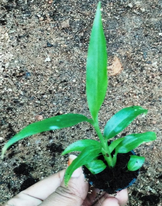 Buy 5 Nos Ginger Tissue culture saplings Online @ ₹299 from ShopClues