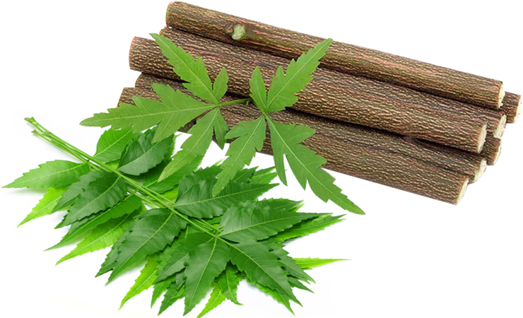 Buy Organic Neem Chew sticks for healthy teeth and gums - 10 Nos Online ...