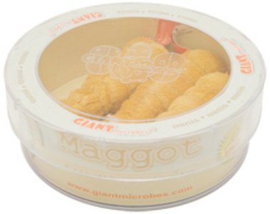 Buy Giant Microbes Maggot (Lucilia sericata) Petri Dish Online @ ₹2173 ...