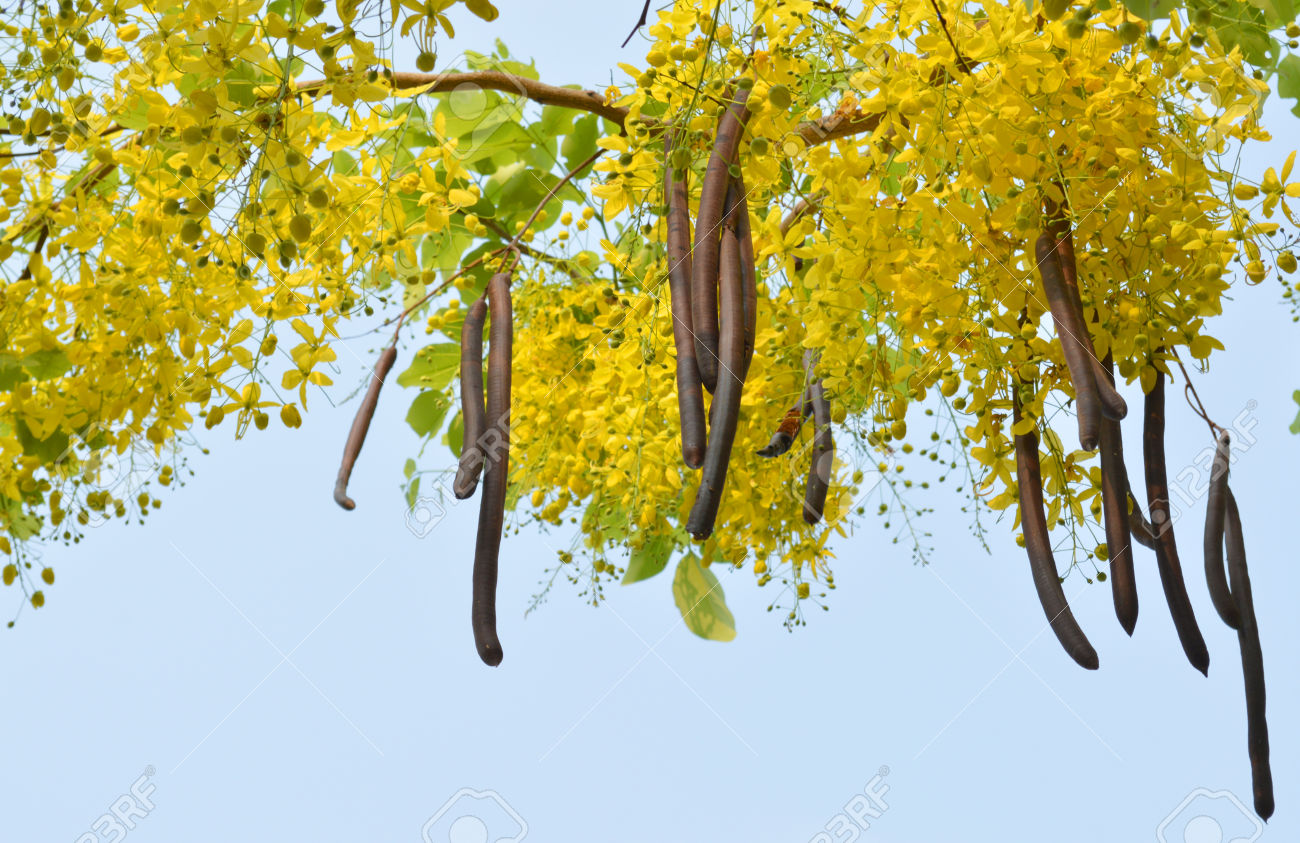Buy 20 Seeds Golden Shower Tree - Cassia Fistula - Seeds ,Suitable For Bonsai,Free Shipping ...