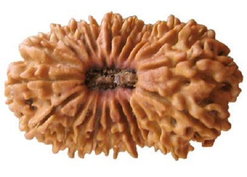 Buy 21 Mukhi Rudraksh from java / Twenty one Face Rudraksha - Java ...