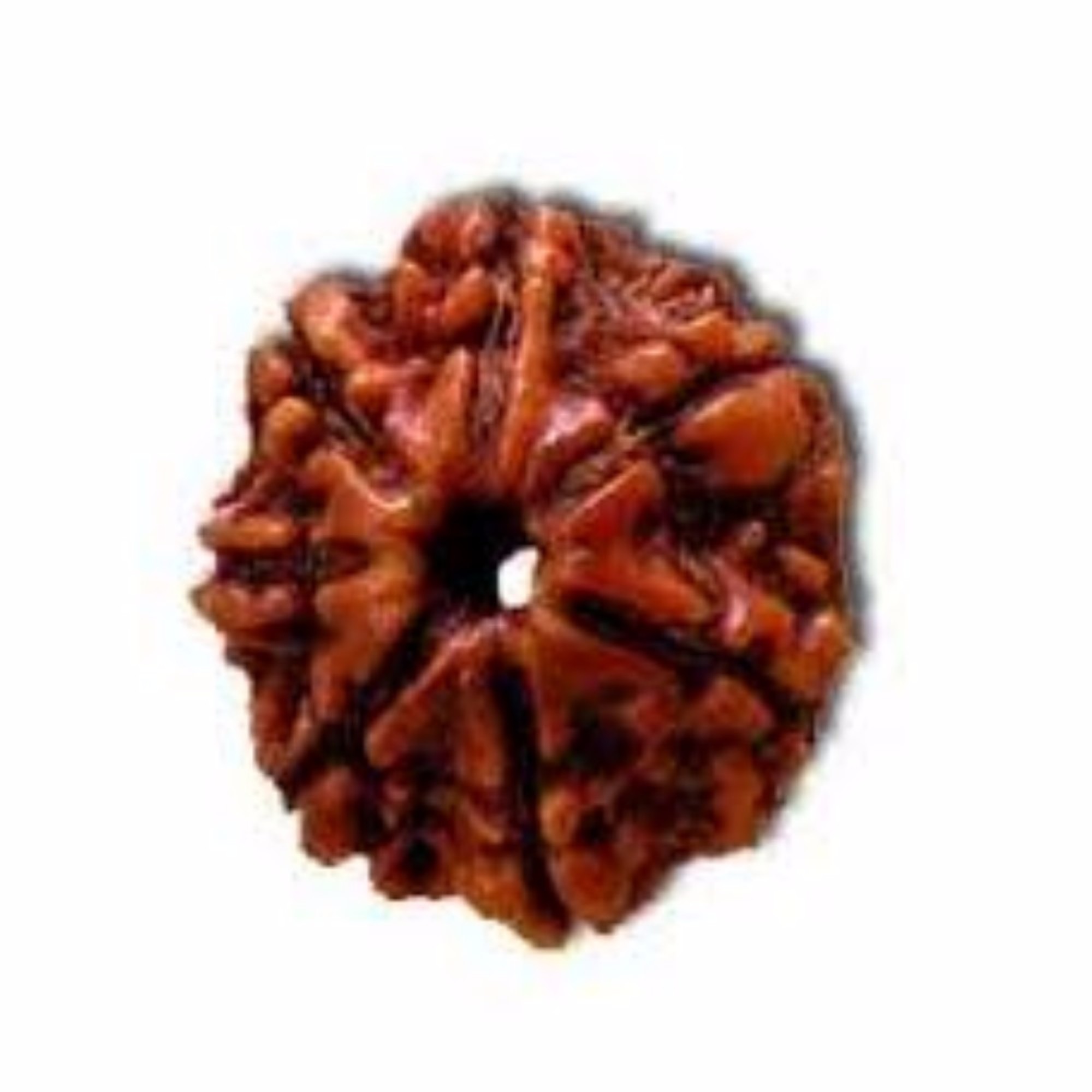 Buy 7 Mukhi Nepali Rudraksha / Seven Face Nepali Rudraksha with 100 ...