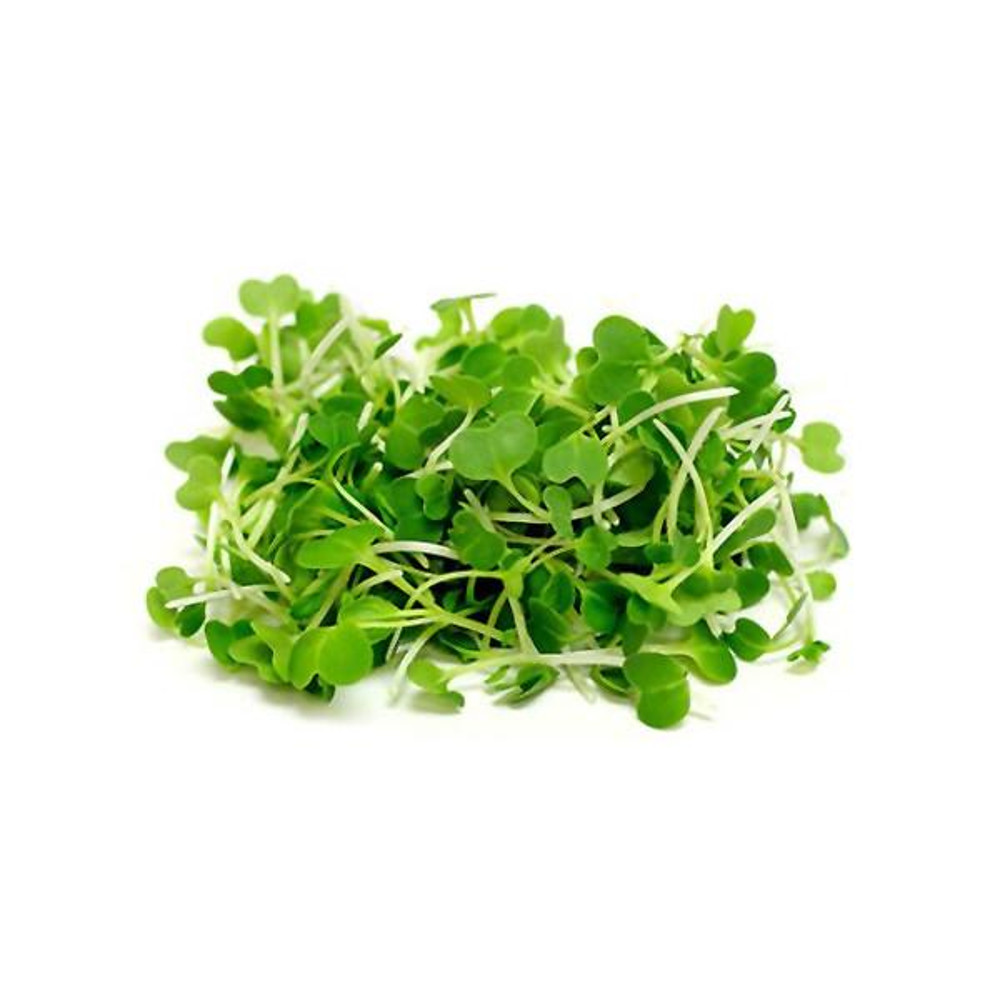 Buy Pak Choi Microgreens Seeds, Bok Choy Microgreen Seeds 100gm packs ...