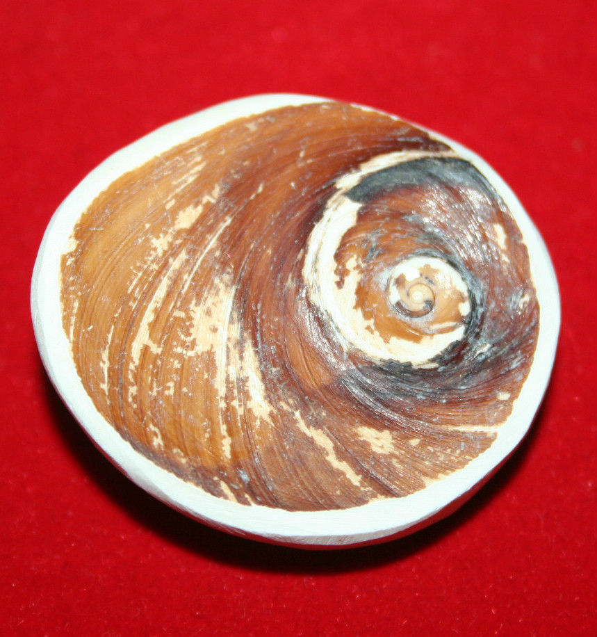 Mantra Siddha Very Rare Gomati Chakra Big Size Weight 21 Gram Gomti Chakra