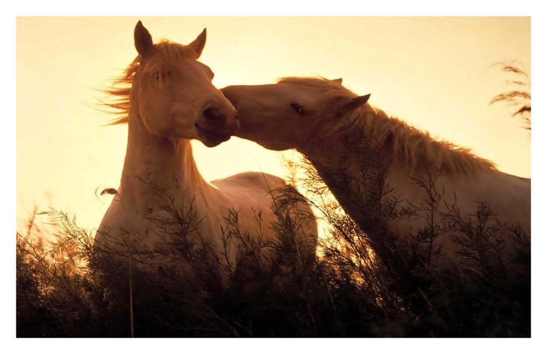 Buy Horse Poster - horse posters - running horse poster - horse wall ...