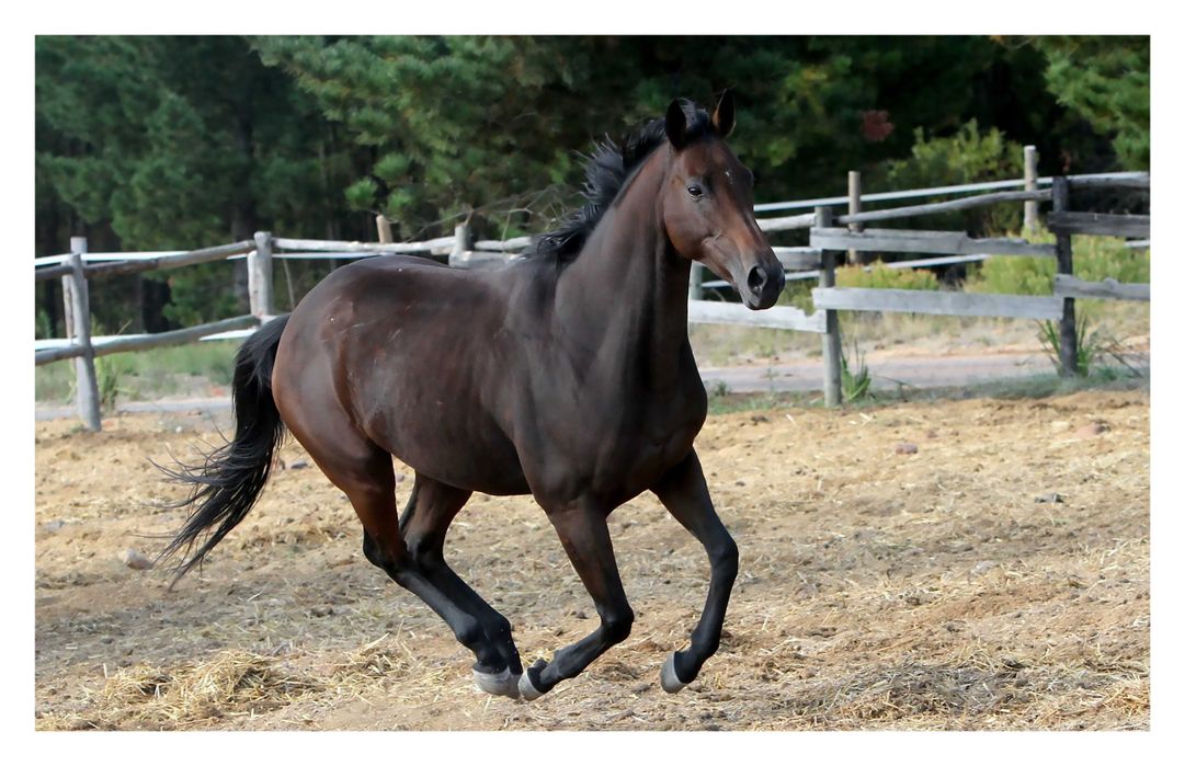 Buy Horse Poster - horse posters - running horse poster - horse wall ...