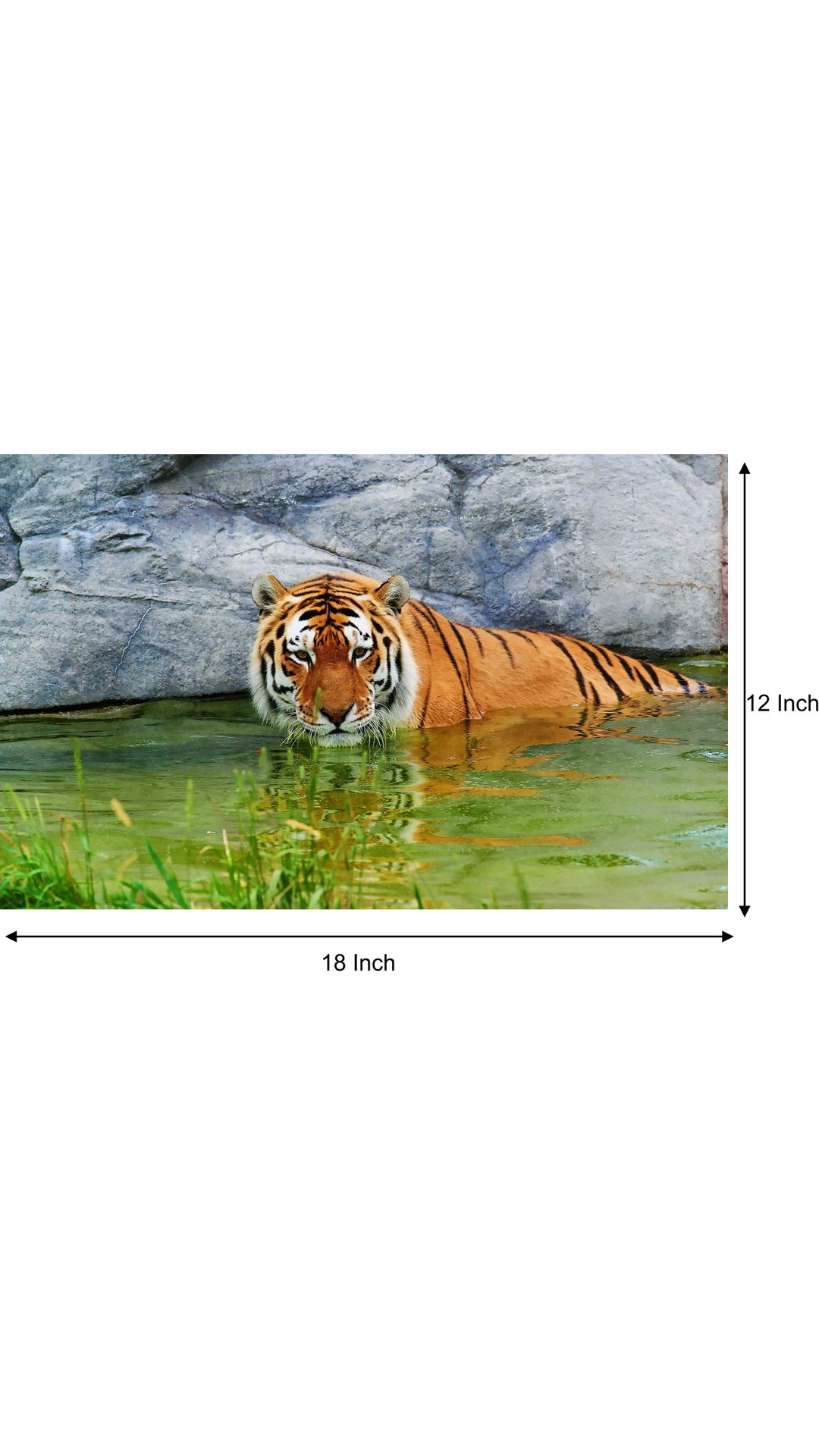 Buy Roar Tiger Poster - Tiger posters - Tiger poster for room - tiger ...