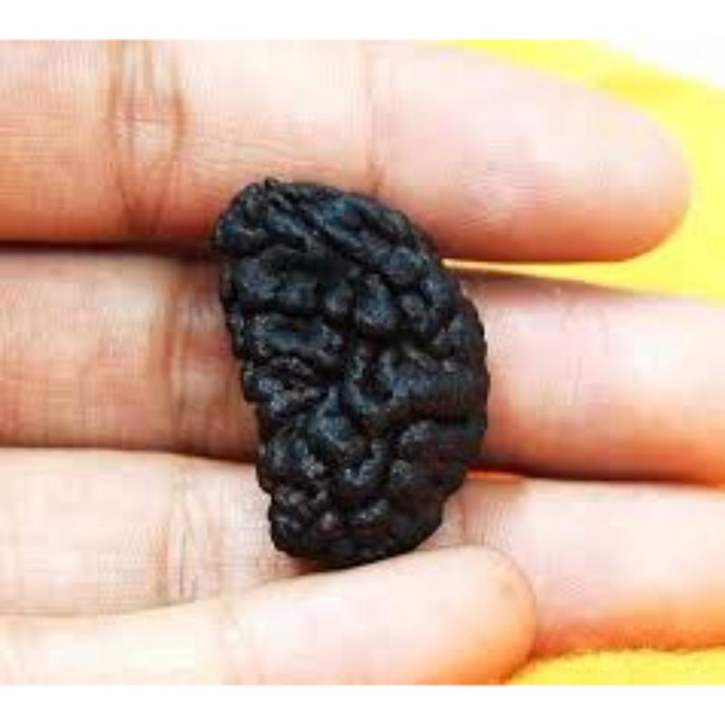 Buy LAAJ 100% Original One Face Rudraksha ( 1 Mukhi Rudraksh ) 20 M.M ...