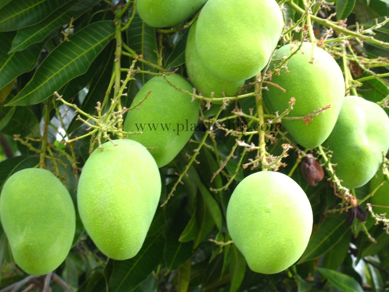 Buy Exotic Hybrid Rare Dwarf Malgova mango (Grafted) Live Plant Dwarf ...