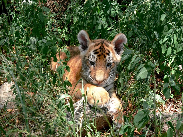 Tiger Playing In Trees Poster