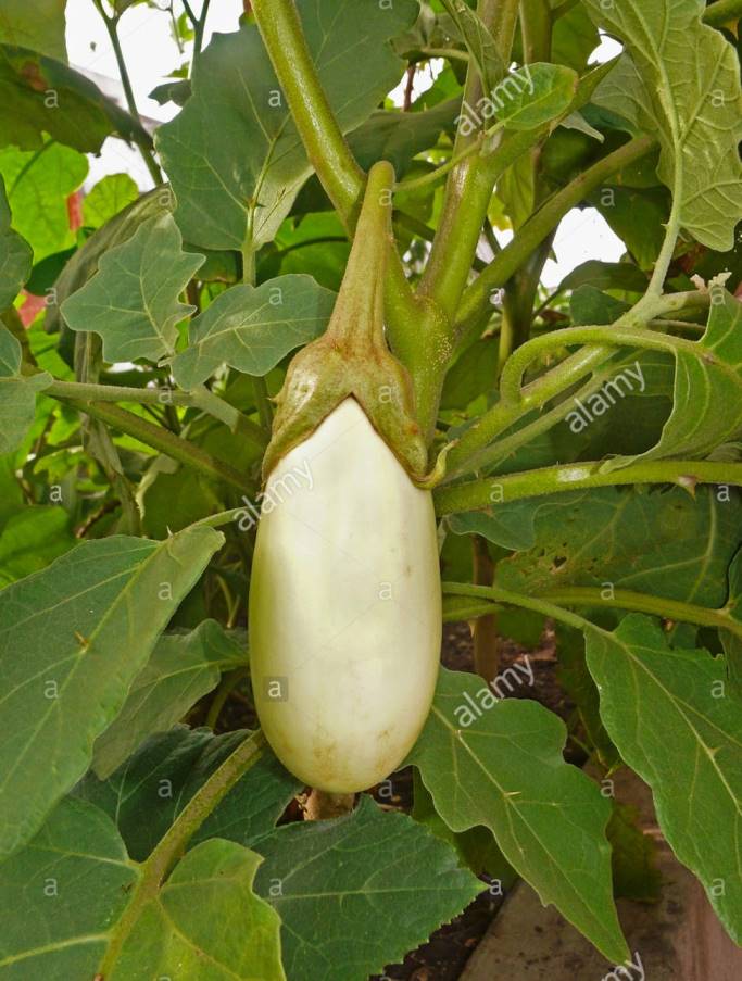 Buy White Brinjal Aone Seeds Online @ ₹110 from ShopClues