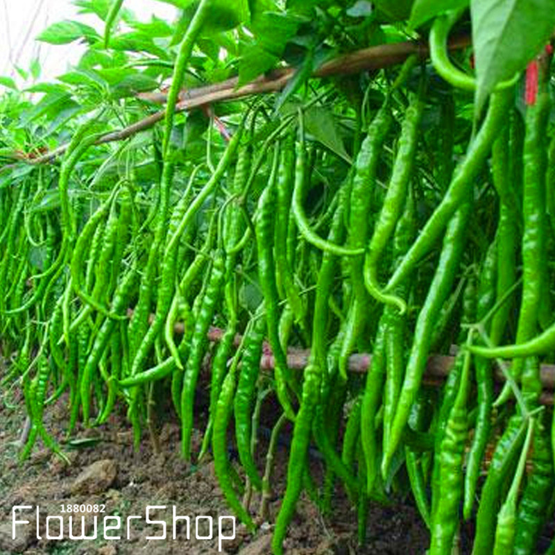 Buy Green Chilli High Quality Seeds Online @ ₹76 from ShopClues