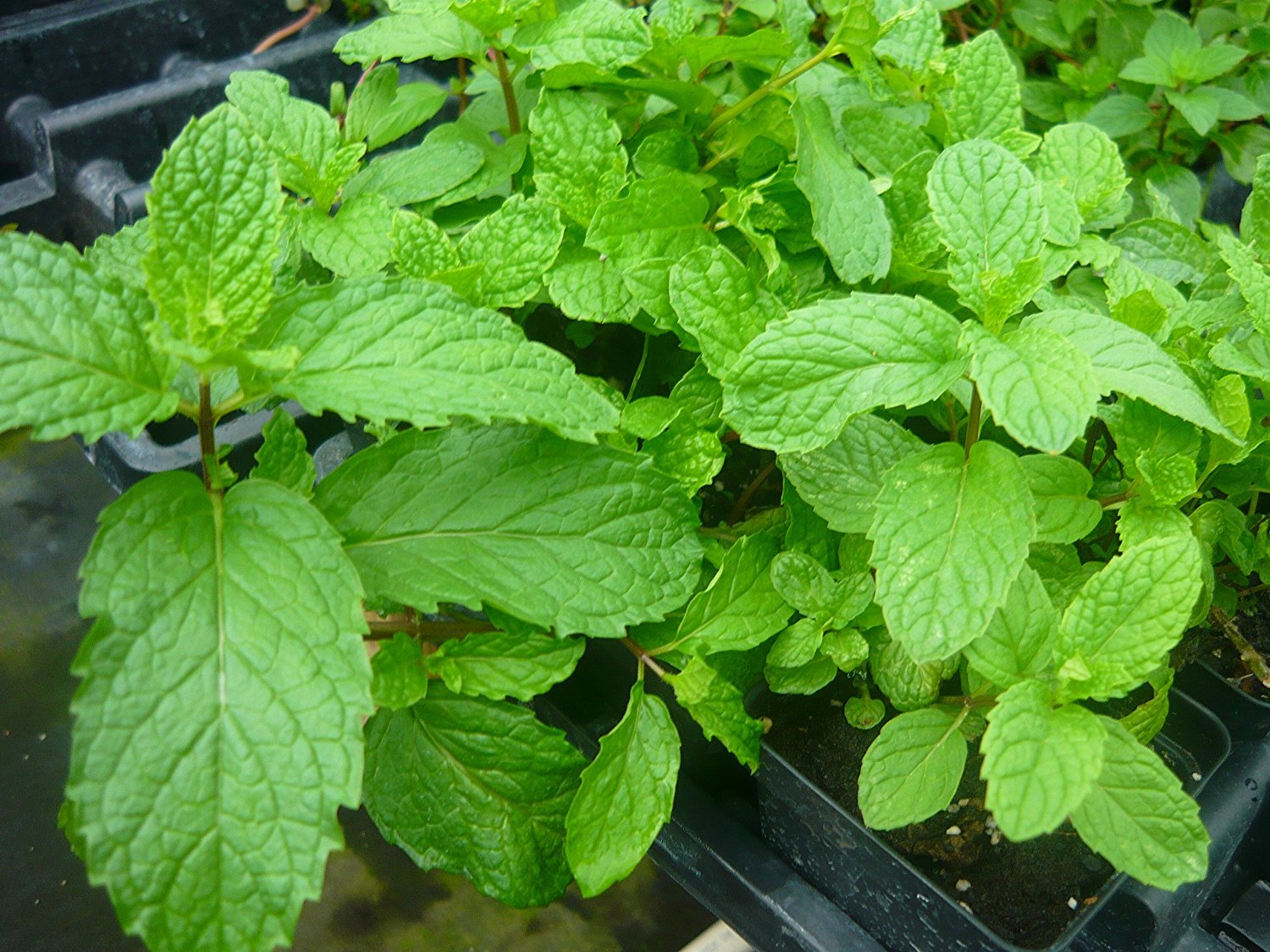 Buy Natures Buggy Mint Live Plant Online @ ₹999 from ShopClues