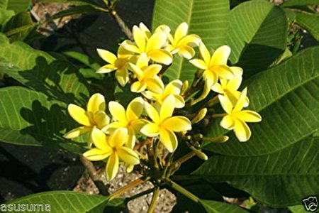 Buy Azalea gardens 10 pcs Plumeria Rubra rare imported seeds yellow ...