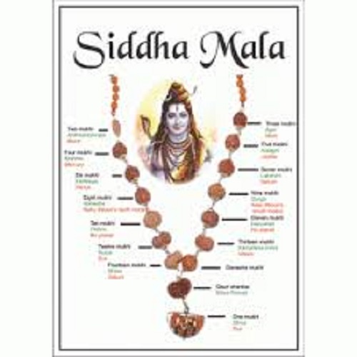 Buy 1 to 14 mukhi siddha mala divya shakti rudraksha with gauri shanker ...