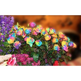 Rainbow Rose Seeds Multi-colored Rose 5 seeds Rose Flower Seeds