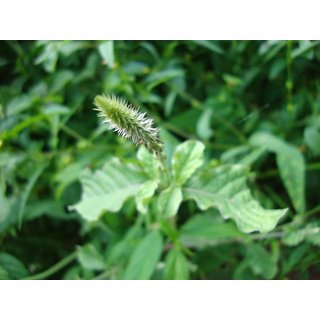 Khara Manjari - Nayuruvi Powder 200grms (50 gms x 4 packs)