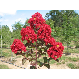 Buy Seedlings india Lagerstroemia Seeds Online @ ₹120 from ShopClues