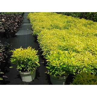 Buy Golden Duranta plant Online @ ₹540 from ShopClues