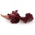 Kashmiri Dried Cockscomb Flower (Mawal) Prices in India- Shopclues ...