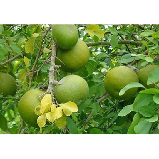 Buy Bilva/Vilva Pazham/Bael Fruit Powder (200 gm) Online @ ₹205 from ...
