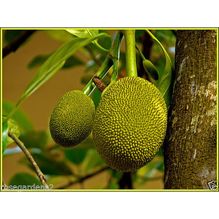 Buy Rare Dwarf Sweet Cochin Jackfruit Small Sized jakka Fruit Seeds - 5 ...