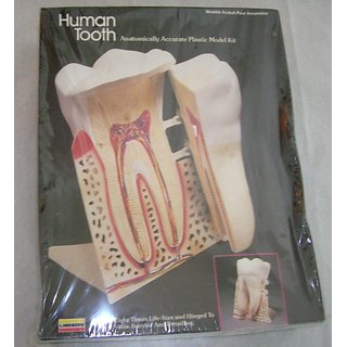 Buy Human Tooth Anatomically Accurate Plastic Model Kit Online @ ₹4550 ...