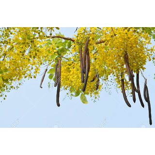 Buy 20 Seeds Golden Shower Tree - Cassia Fistula - Seeds ,Suitable For Bonsai,Free Shipping ...