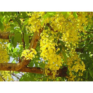 Buy 20 Seeds Golden Shower Tree - Cassia Fistula - Seeds ,Suitable For Bonsai,Free Shipping ...