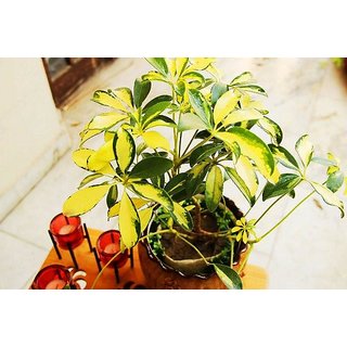 Buy Saplera (Yellow Leaves Plant) Online @ ₹599 from ShopClues