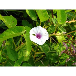 Buy Water Spinach Kang Kong Kalmi Saag Ipomoea Aquatica Seeds 100 Seeds ...