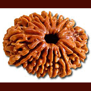 (THIRTEEN FACE) RUDRAKSHA With Certificate