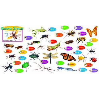 Buy Discover Insects Mini Bulletin Board Set Online @ ₹2219 from ShopClues