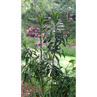 Buy Bharangi (Clerodendrum Serratum) Live garden Plant Online @ ₹699 ...