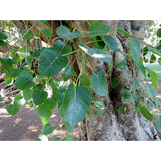 Buy Peepal - Arasam Pattai (Bark) Powder 200Grams (50GrmsX4Packs ...