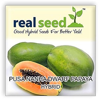 Buy Pusa Nanha Dwarf Papaya F1 Hybrid Imported Fruit Seeds - 10 Seeds ...