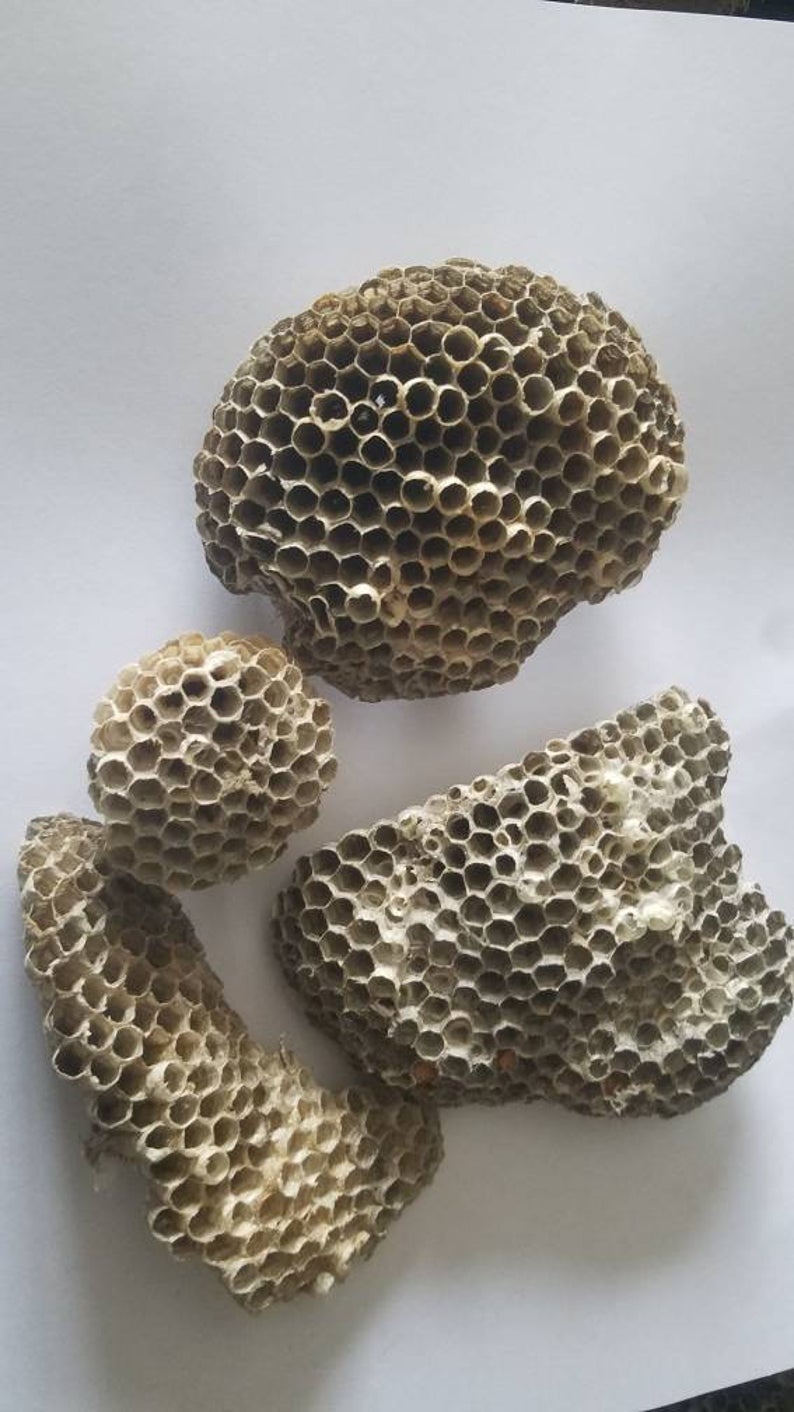 Buy Indian Yellow Bee Nest , Tattaiya ka chatta for Alopecia Treatment ...
