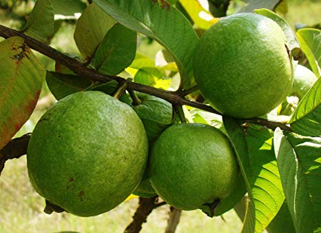 Buy Plant House Live Allahabadi Guava Fruit Plant With Pot Online ...