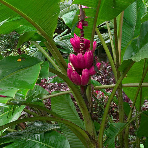 Buy Plant House Red Banana/Kela Fruit Plant With Pot - Healthy Plant ...