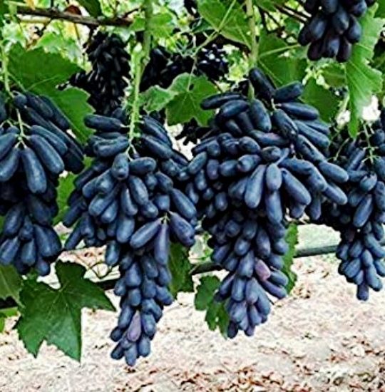 Buy Plant House Live Long Black Grape/Kala Angoor Fruit Plant With Pot ...