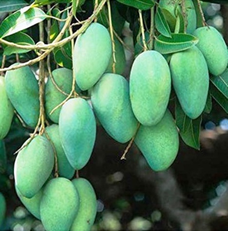 Buy Plantogallery Live Baramasi Mango - Aam Grafted Fruit Plant Online ...